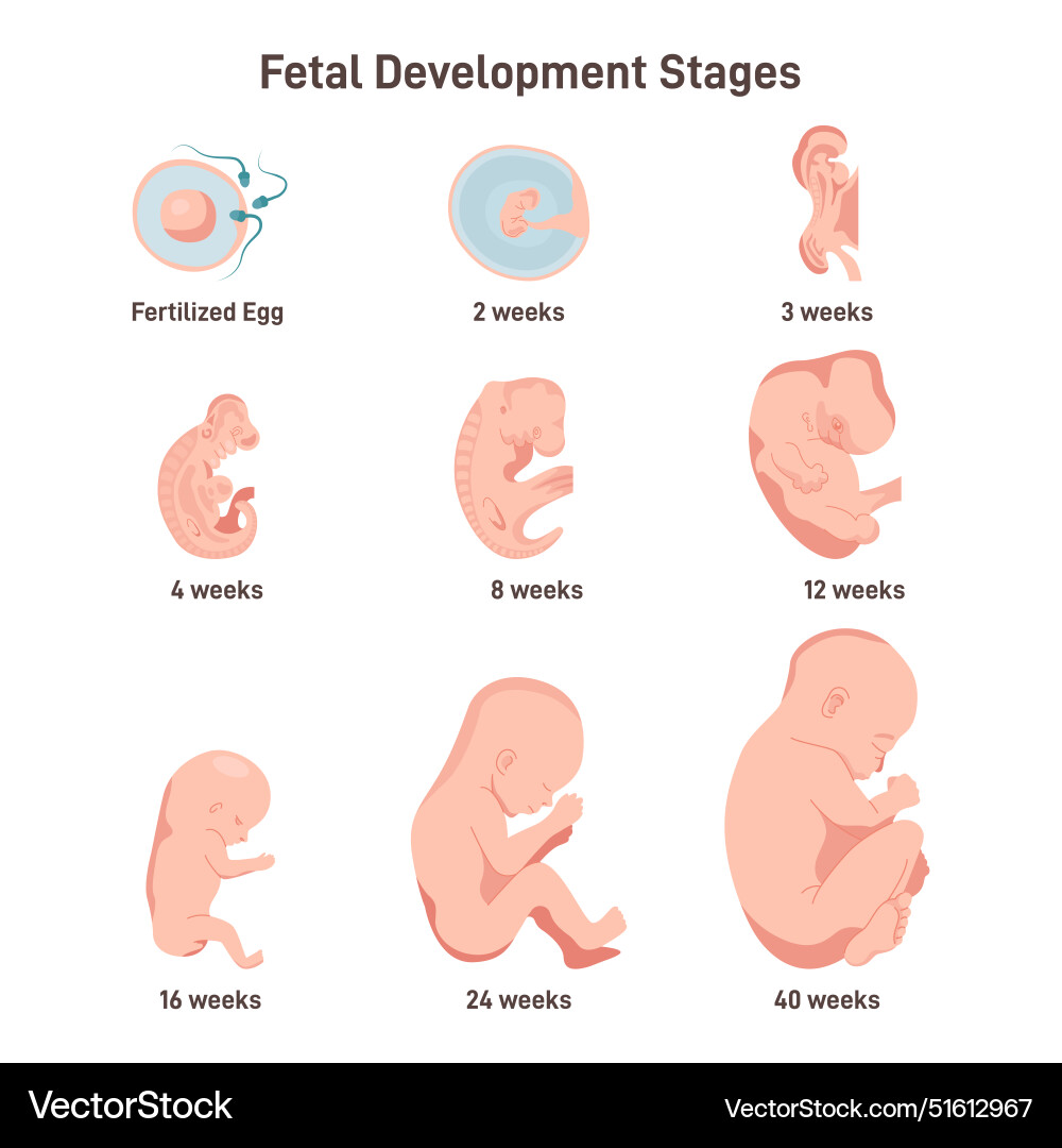 Fetal development stages set from fertilized egg Vector Image