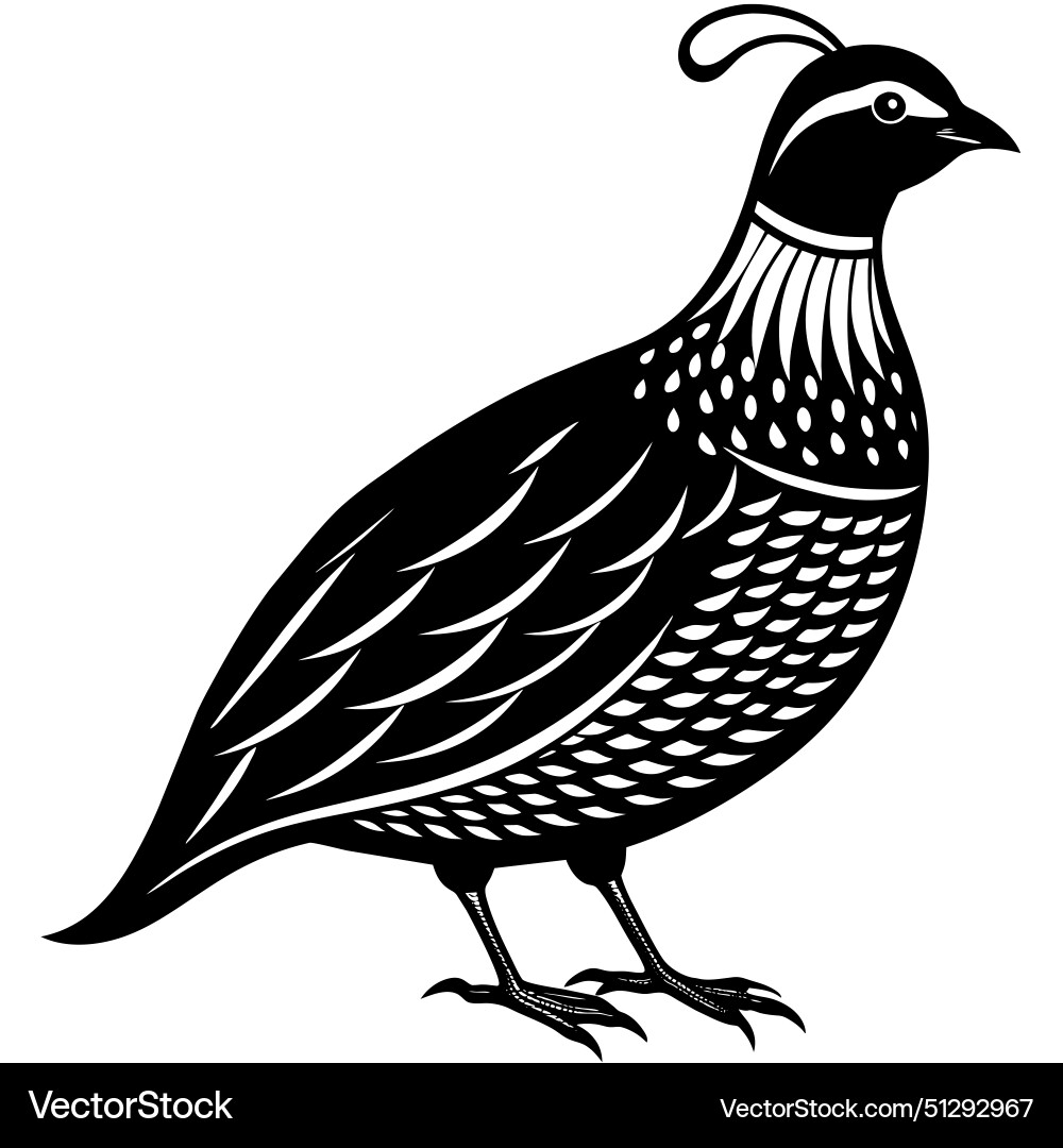 Quail side view on white Royalty Free Vector Image