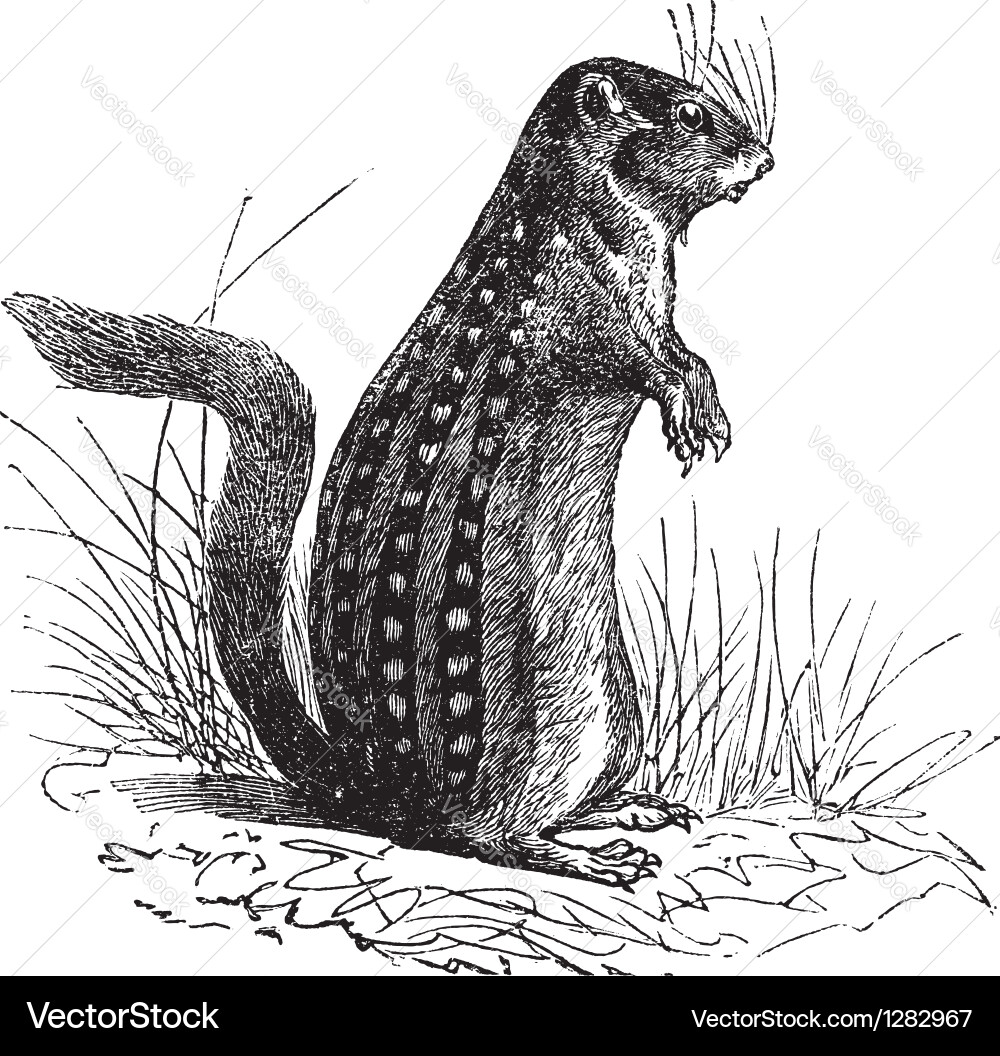 Vintage ground squirrel sketch Royalty Free Vector Image