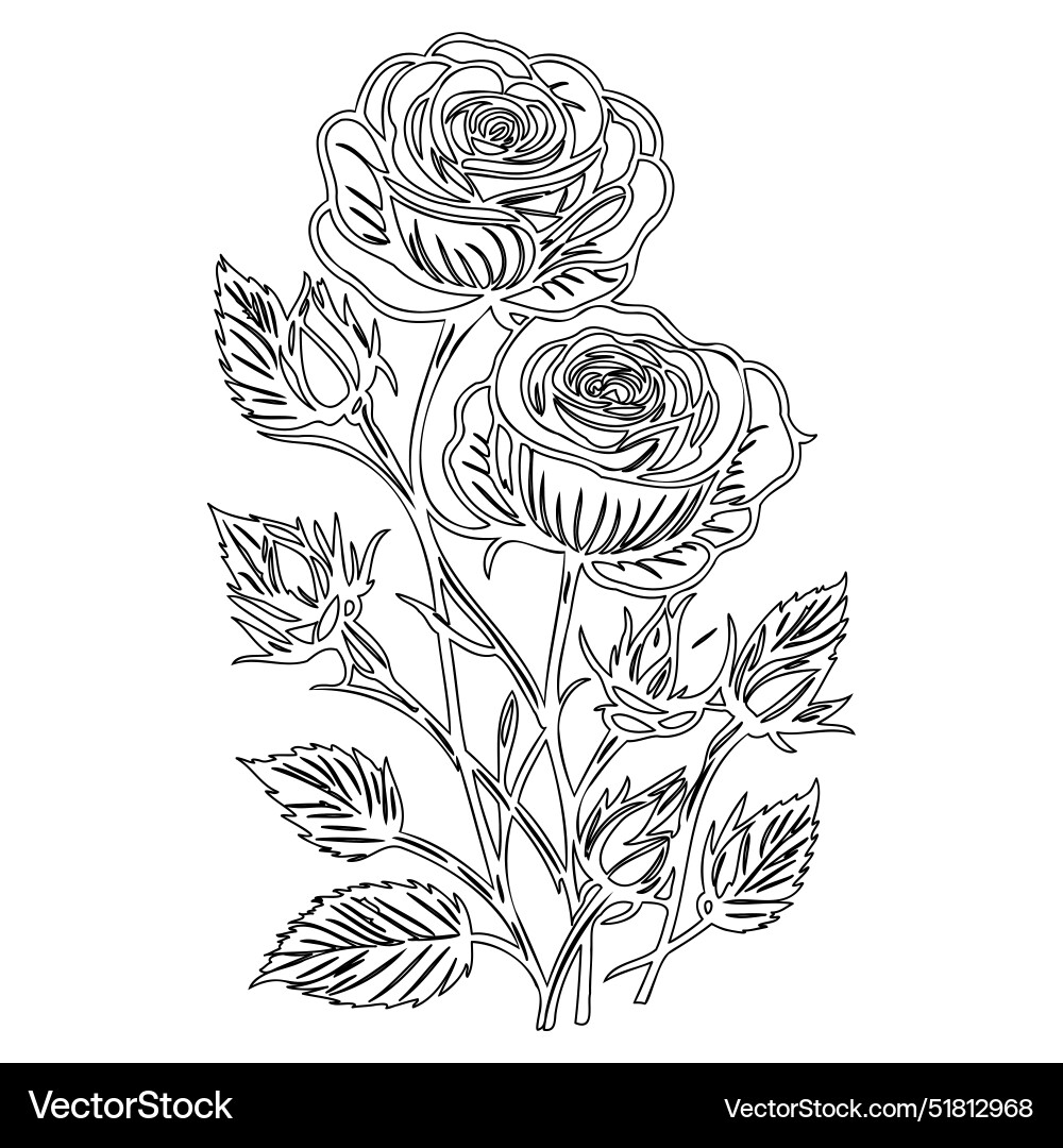 Roses flower outline sketch Royalty Free Vector Image