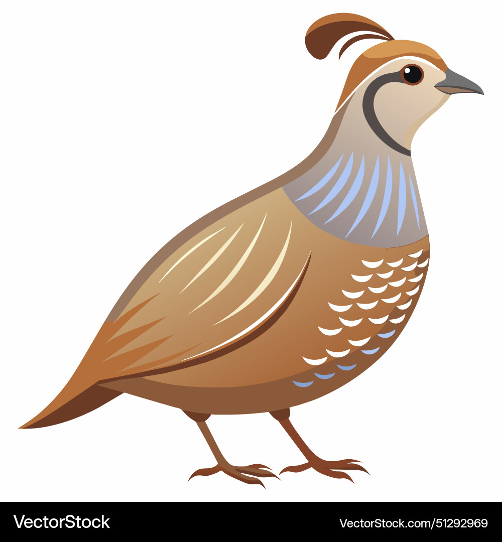 Quail side view on white Royalty Free Vector Image