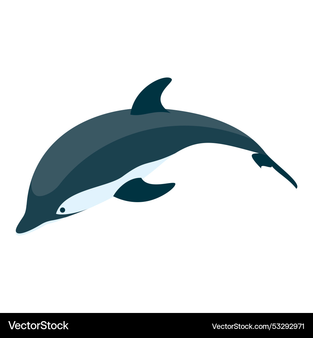 3d isometric flat set of types dolphins Royalty Free Vector