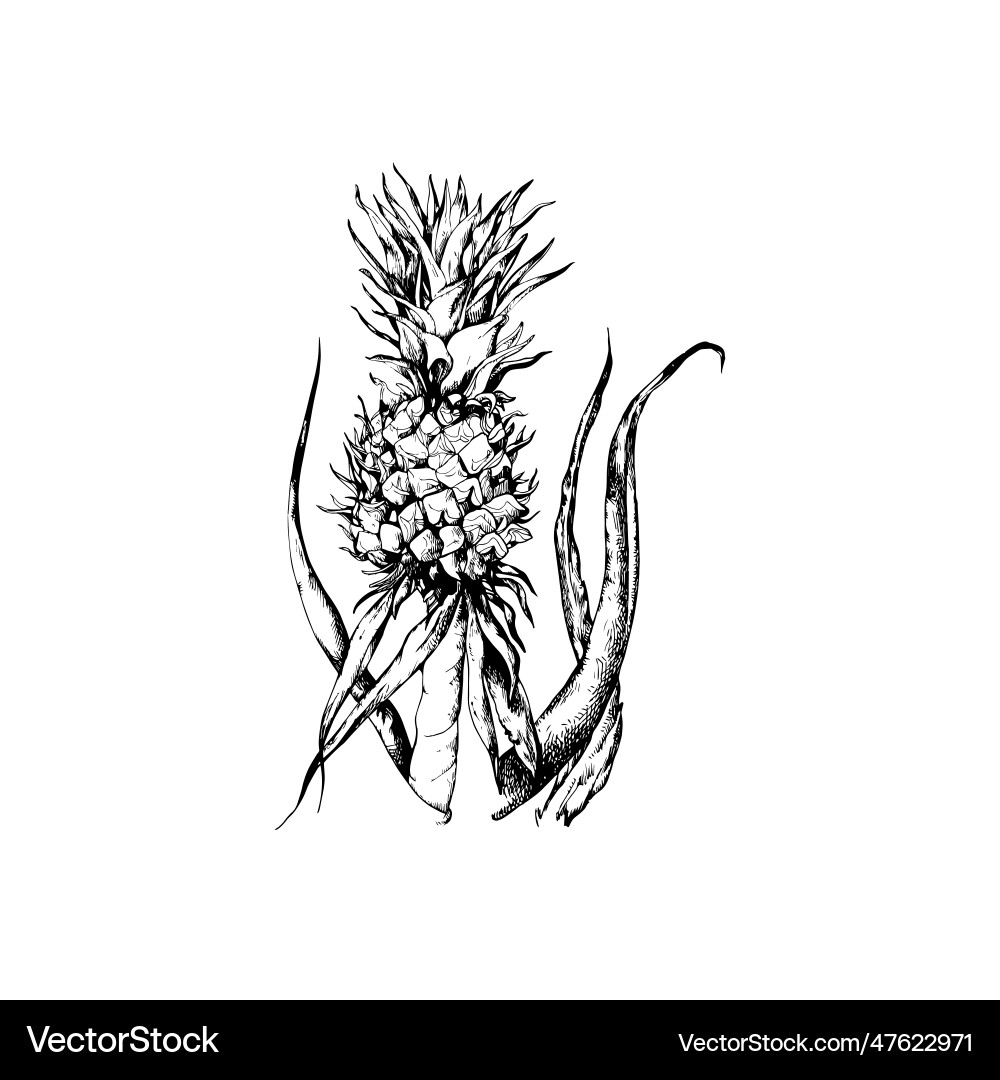 Tropical fruit drawing jungle Royalty Free Vector Image