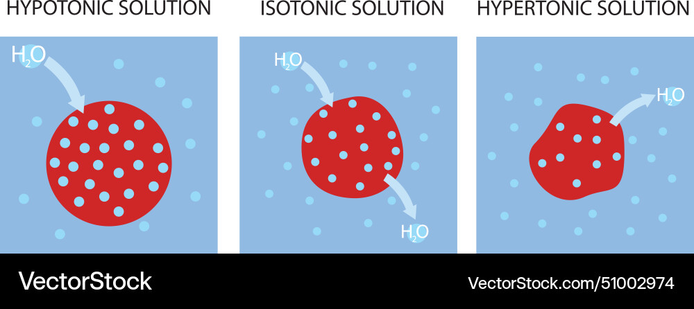 Hypotonic isotonic and hypertonic solutions Vector Image