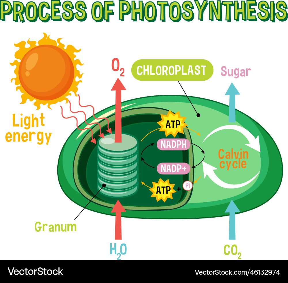 Photosynthesis Diagram - Plant Cell – Royalty-Free Vector | VectorStock