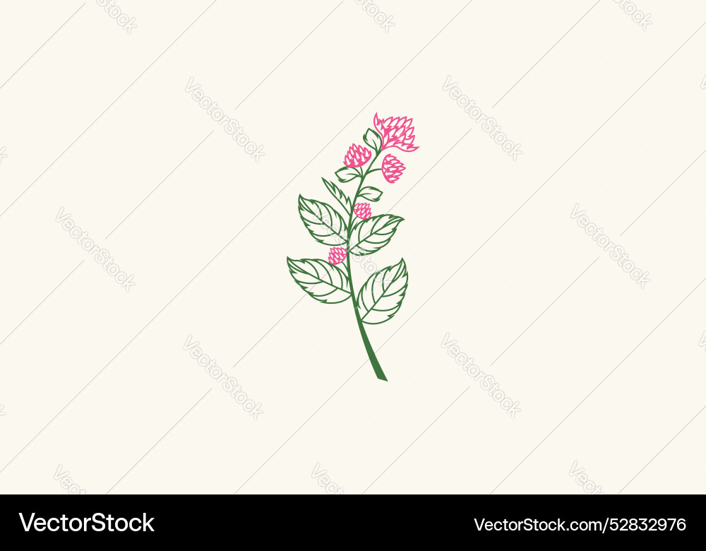 Logo protea flower colorful floral botanical Vector Image