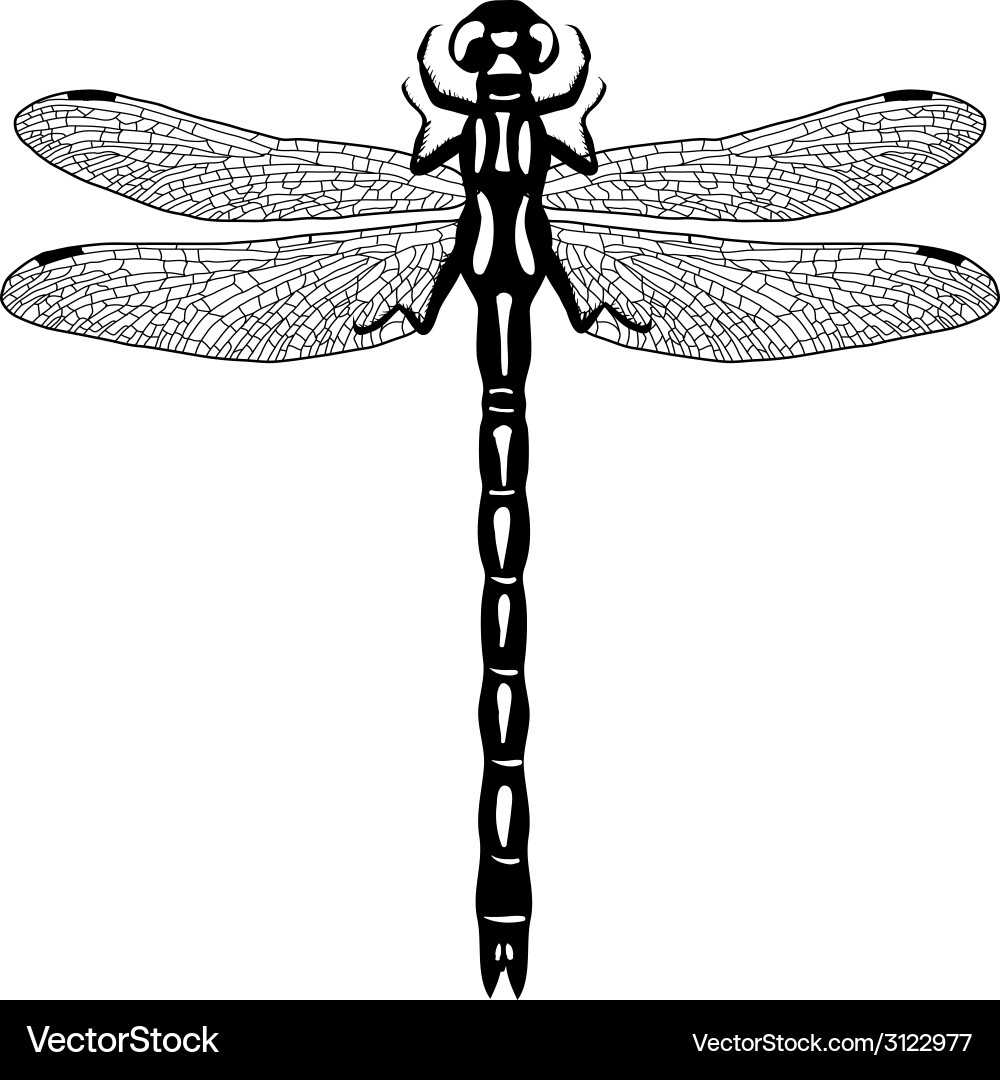 Dragonfly Royalty Free Vector Image - VectorStock