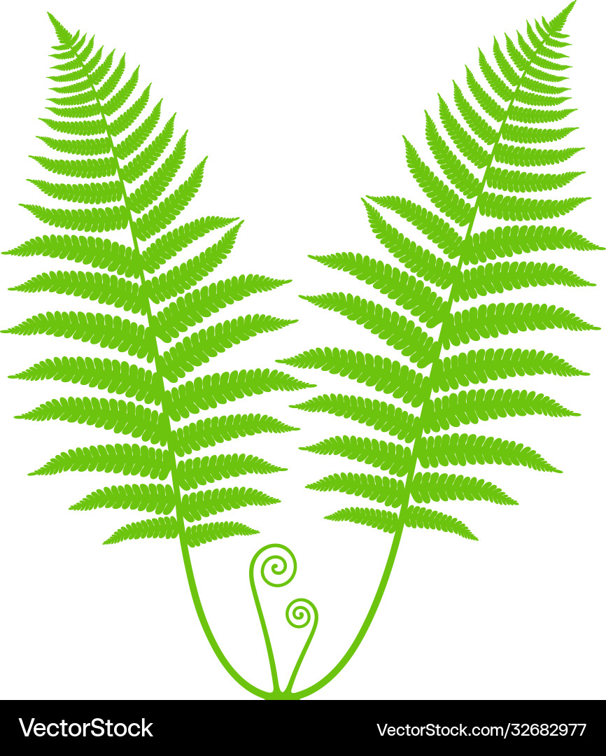 Fern Royalty Free Vector Image - VectorStock
