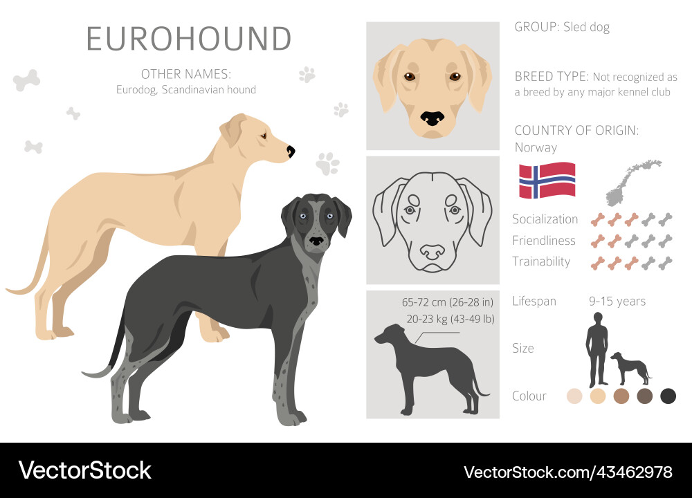 Eurohound clipart verschiedene Mantelfarben Set Vektorbild