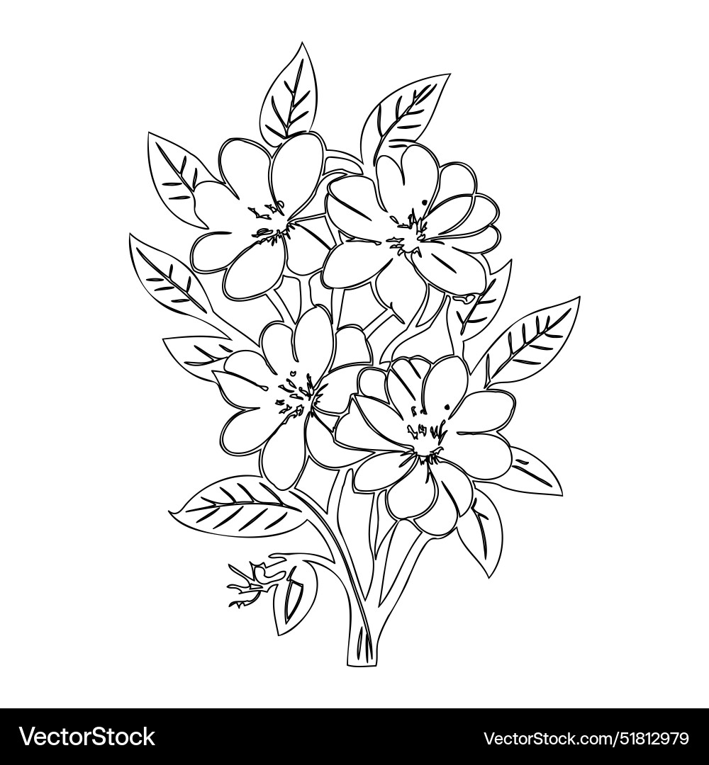 Sakura flower outline sketch Royalty Free Vector Image