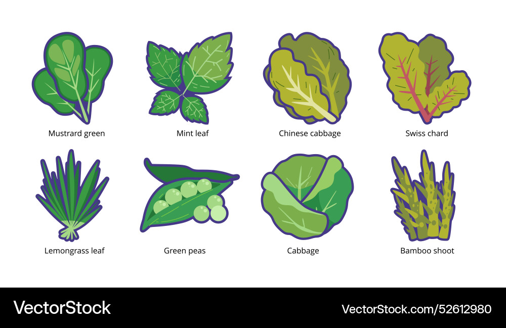 Green leafy vegetable set cooking ingredie Vector Image
