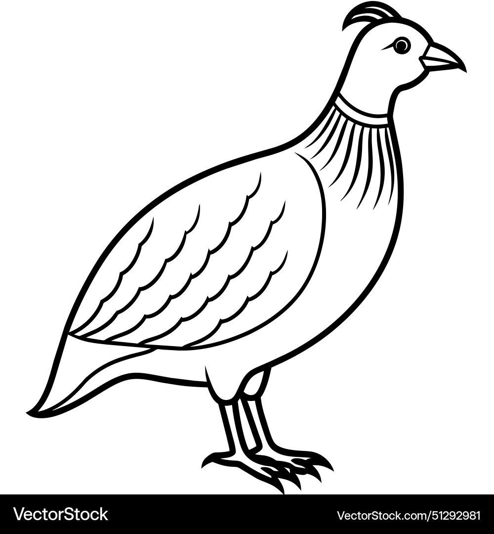 Quail side view on white Royalty Free Vector Image