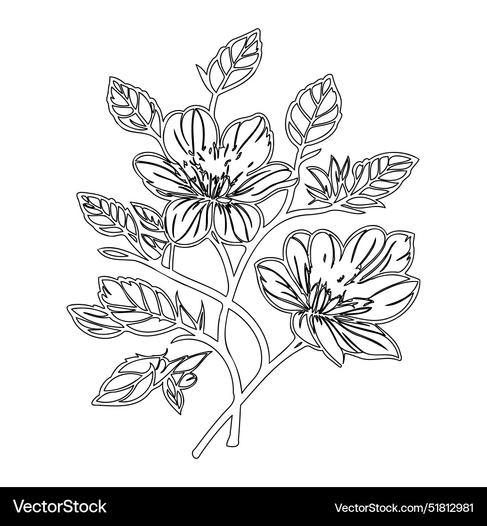 Sakura flower outline sketch Royalty Free Vector Image