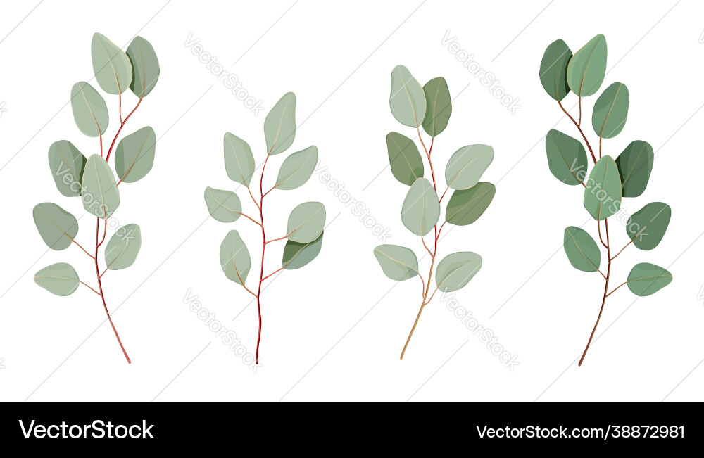Set eucalyptus tree leaves foliage tropical Vector Image