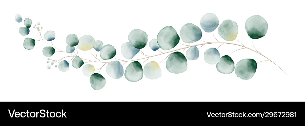 Watercolor green eucalyptus leaves and branches Vector Image