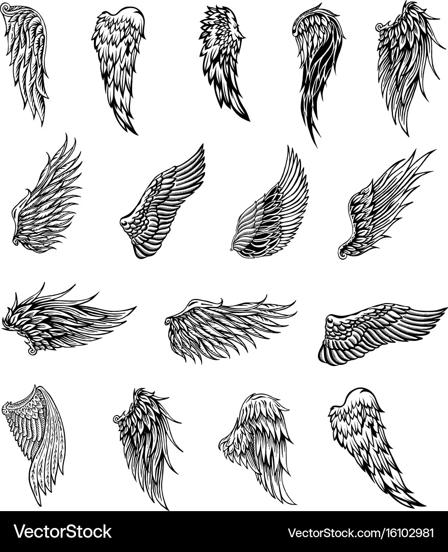 Wings graphic Royalty Free Vector Image - VectorStock