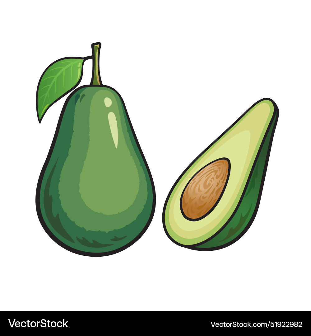 Avocado cartoon isolate on white background Vector Image