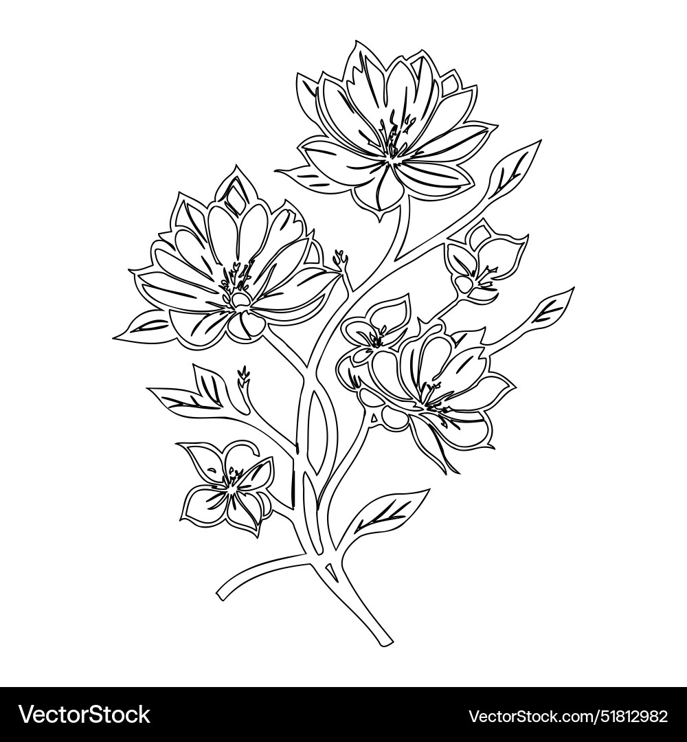 Sakura flower outline sketch Royalty Free Vector Image