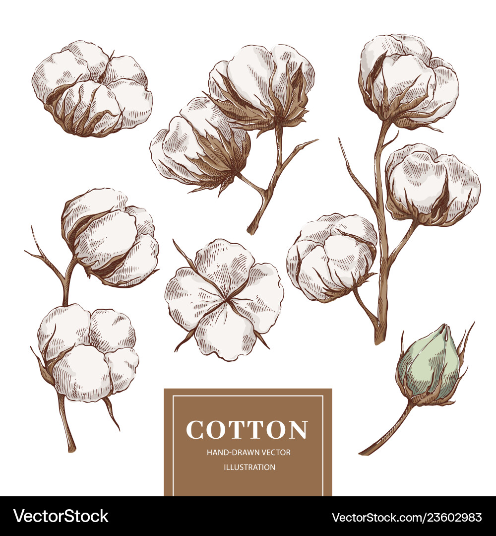 Cotton branch collection Royalty Free Vector Image