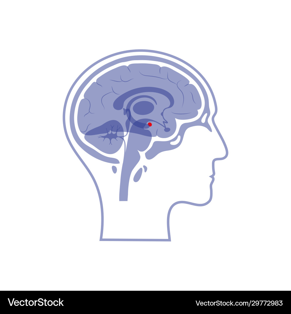 Human Amygdala Anatomy Royalty Free Vector Image