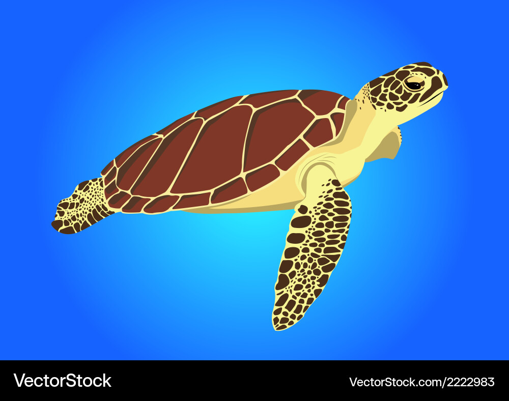 Sea turtle on blue background Royalty Free Vector Image