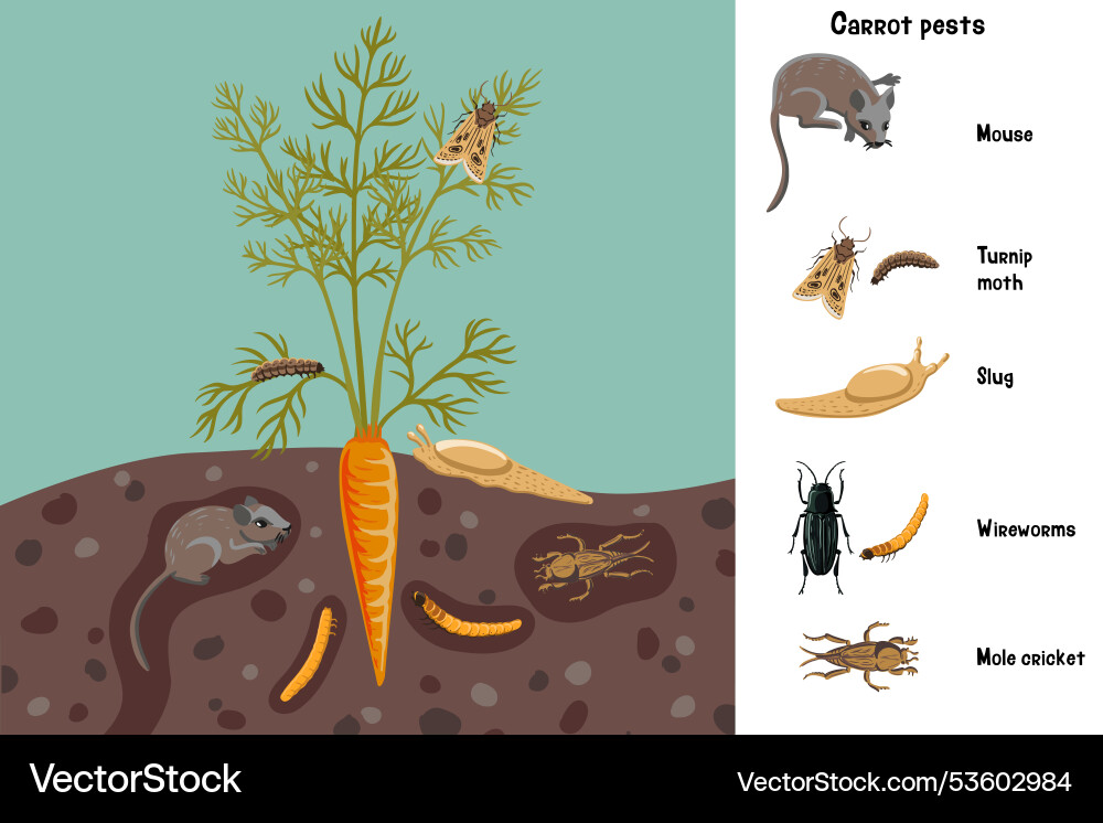 Drawing plant of carrot Royalty Free Vector Image