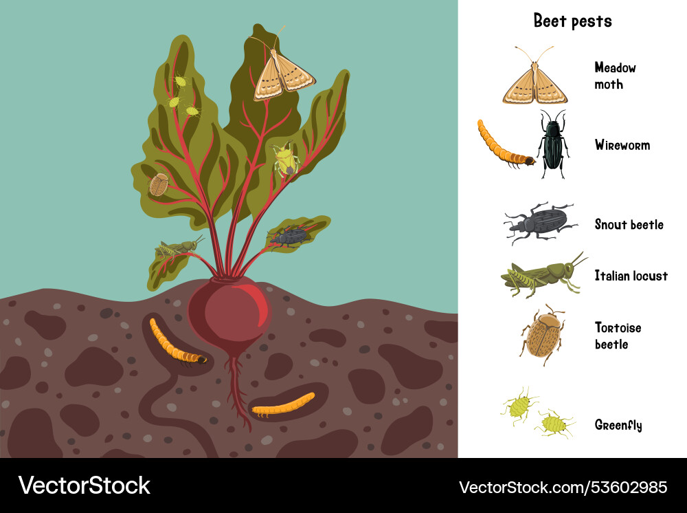Drawing plant of beet Royalty Free Vector Image