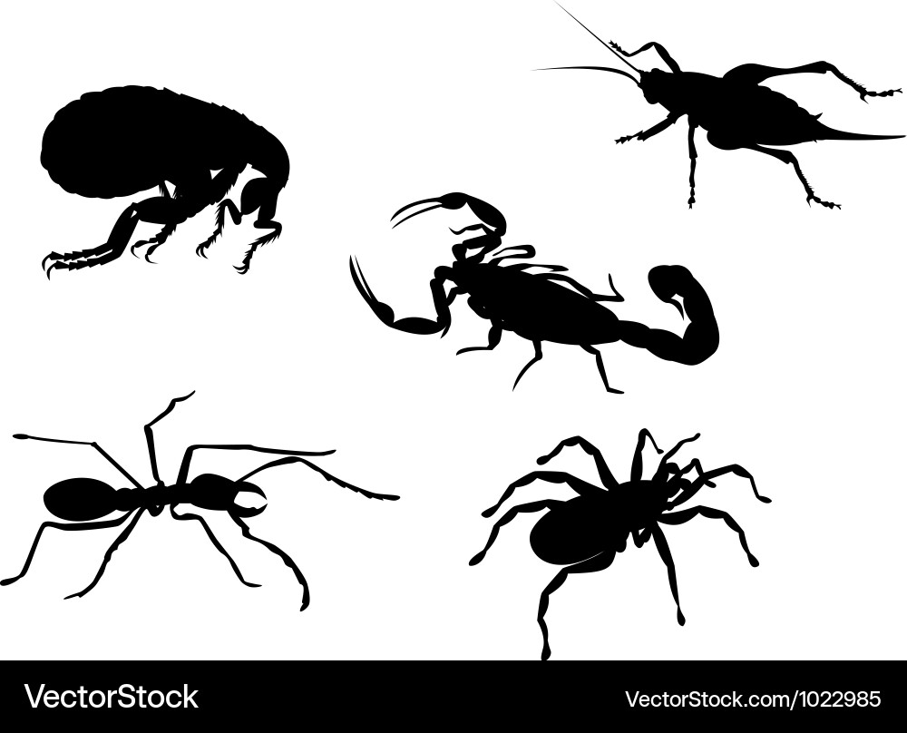 Flea cricket ant spider scorpion insect Royalty Free Vector