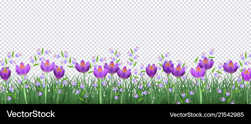Purple Crocus Spring Border Royalty Free Vector Image
