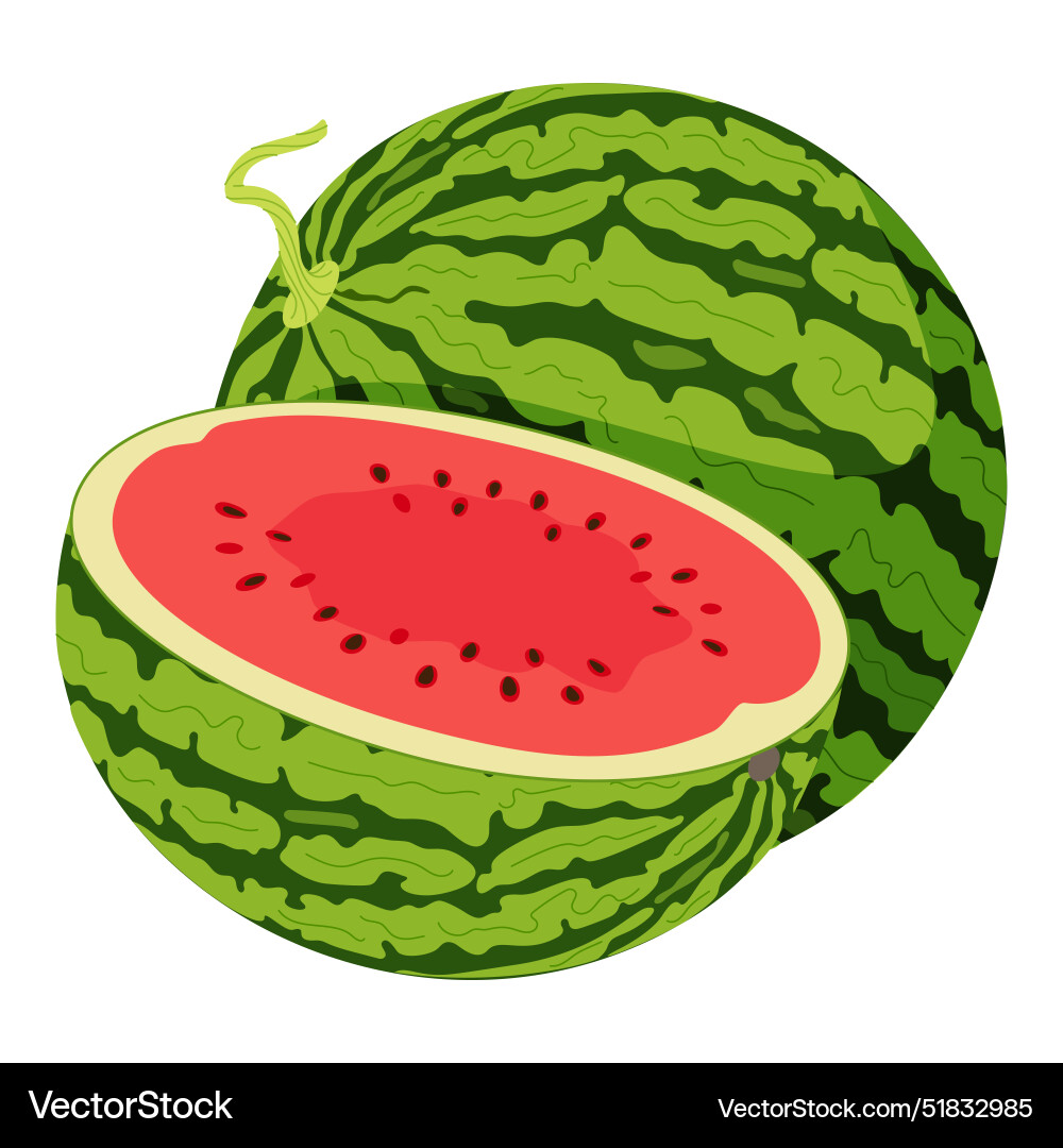 Ripe red whole and half watermelon hand drawn flat
