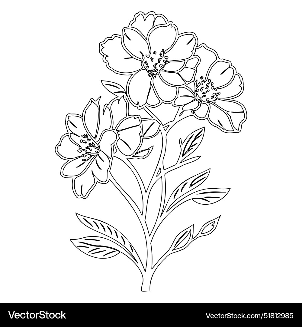 Sakura flower outline sketch Royalty Free Vector Image