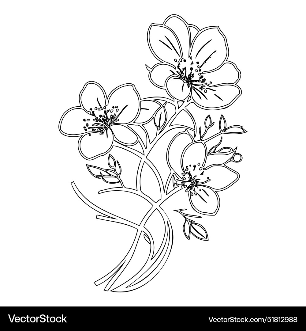 Sakura flower outline sketch Royalty Free Vector Image