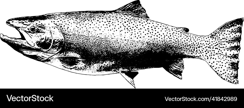 Trout fish profile Royalty Free Vector Image - VectorStock