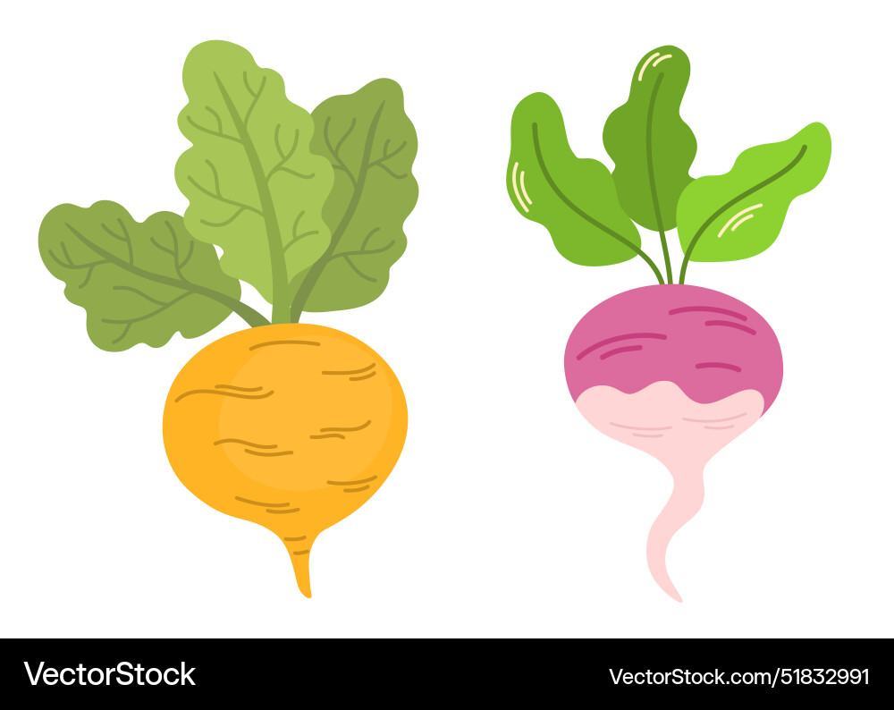 2059 vegetables turnip Royalty Free Vector Image