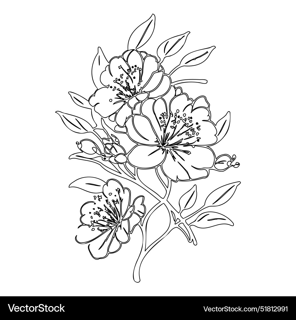 Sakura flower outline sketch Royalty Free Vector Image
