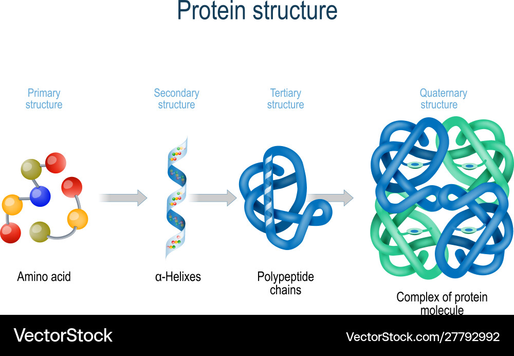 Levels protein structure from amino acids Vector Image Levels protein structure from amino acids Vector Image