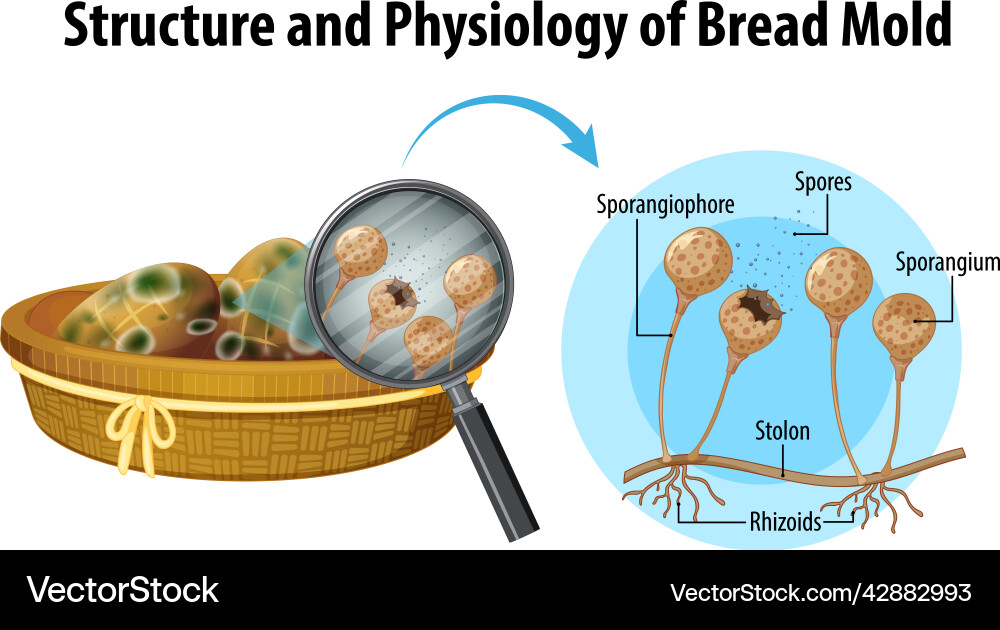 Structure and physiology of bread mold Royalty Free Vector