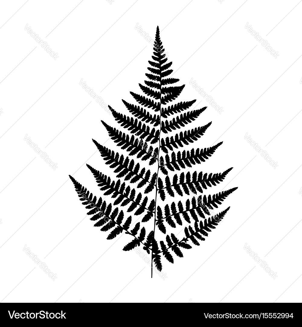 Background black-and-white fern Royalty Free Vector Image