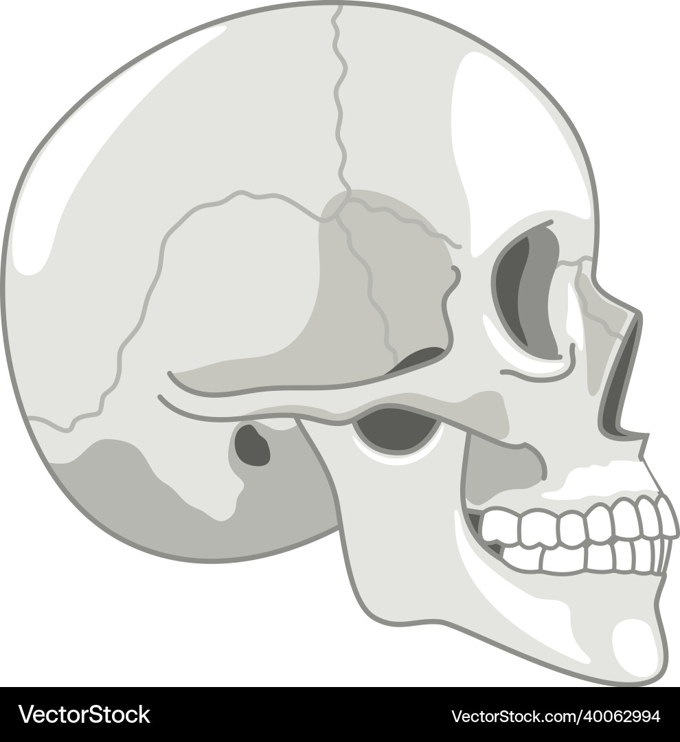 Halftone simple skull skeleton head profile Vector Image