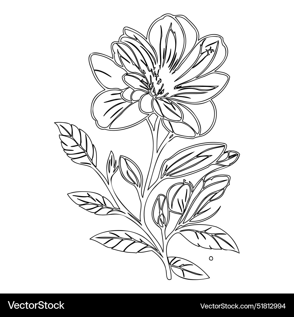 Sakura flower outline sketch Royalty Free Vector Image