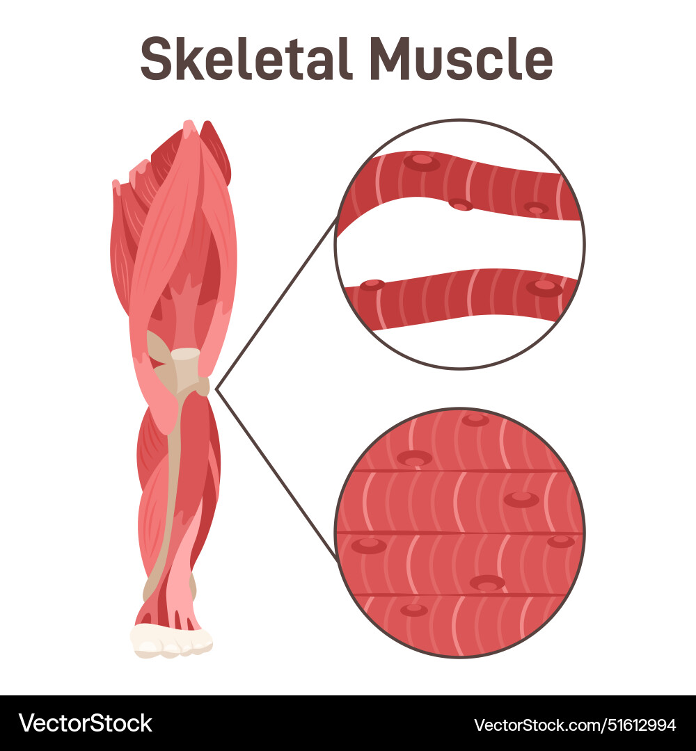 Muscle Bone Vector Images (over 6,800)