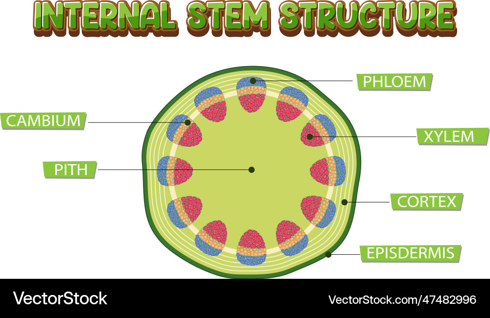 Stem Cross Section Diagram Plant Stem Diagram Black And White Stock