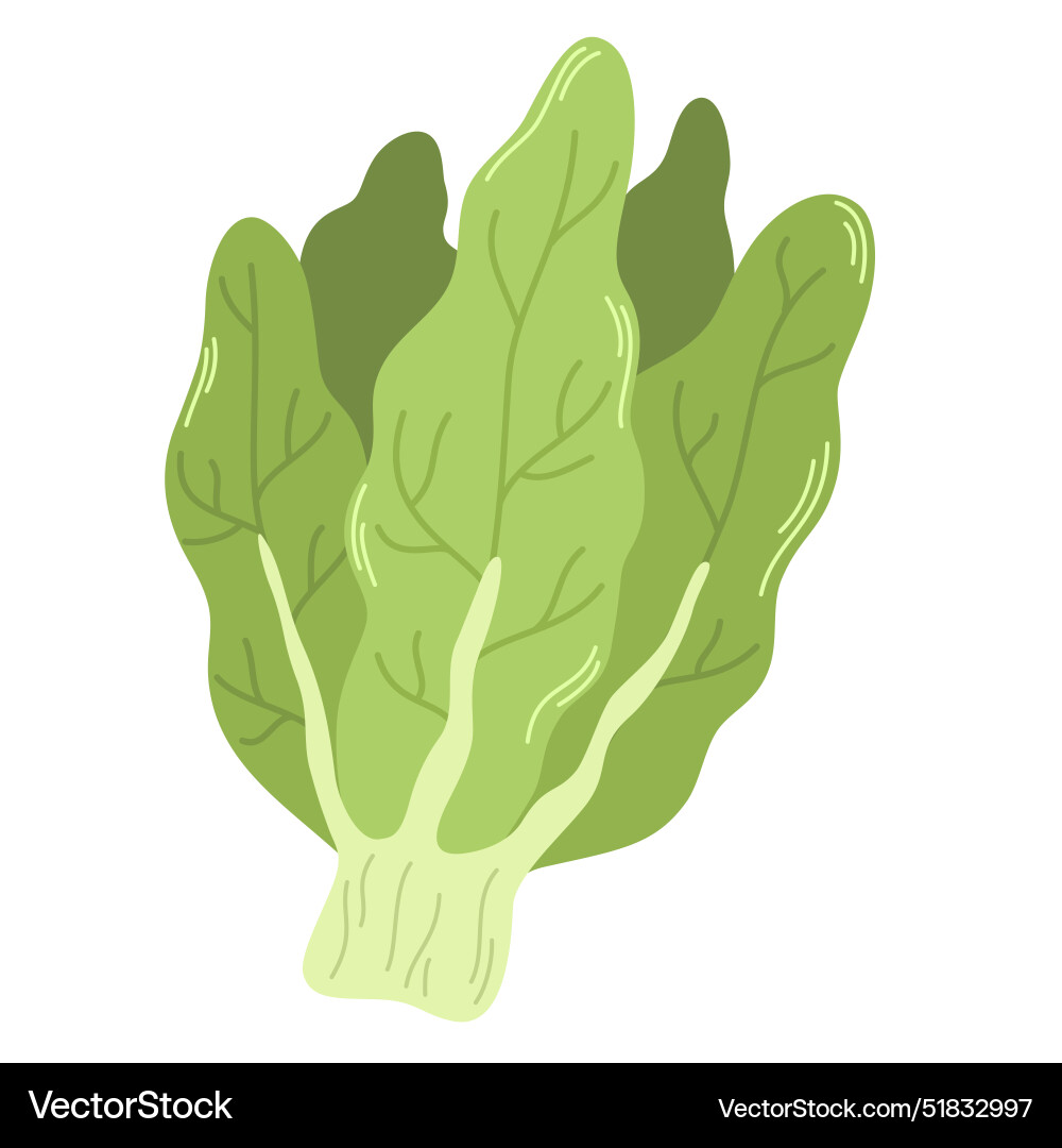 2065 vegetables lettuce Royalty Free Vector Image