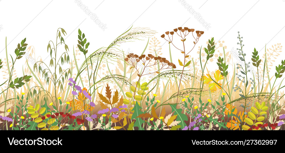 Autumn Meadow Border - Wildflowers & Grass Vector Image