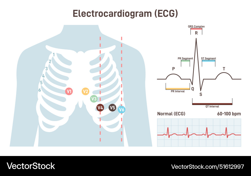 Ecg procedure cardiovascular checkup Royalty Free Vector