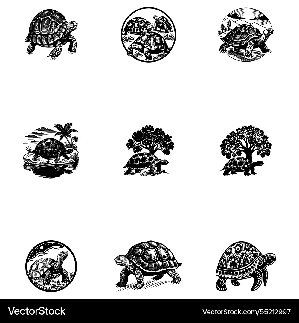 Tortoise Royalty Free Vector Image - VectorStock