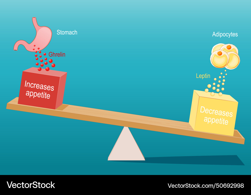 Appetite control and regulation hunger Royalty Free Vector