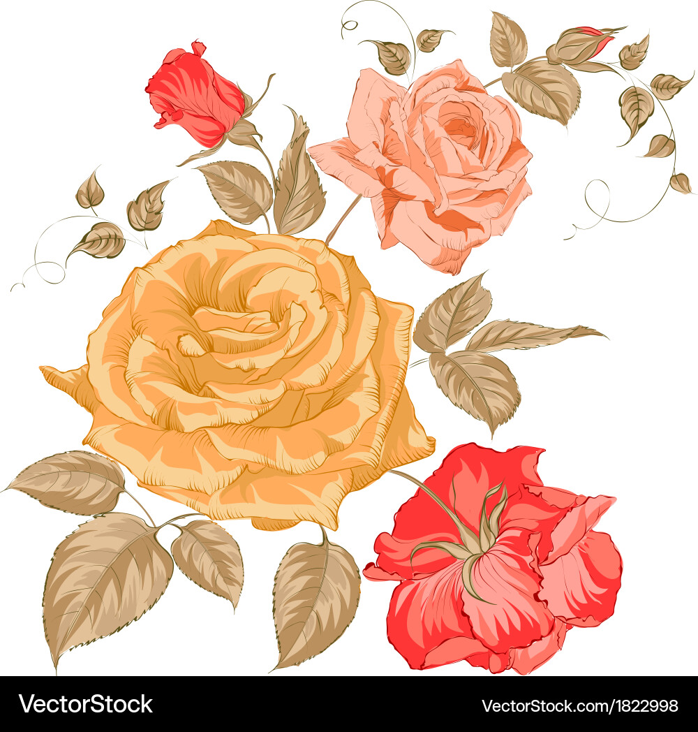 Bouquet of roses Royalty Free Vector Image - VectorStock