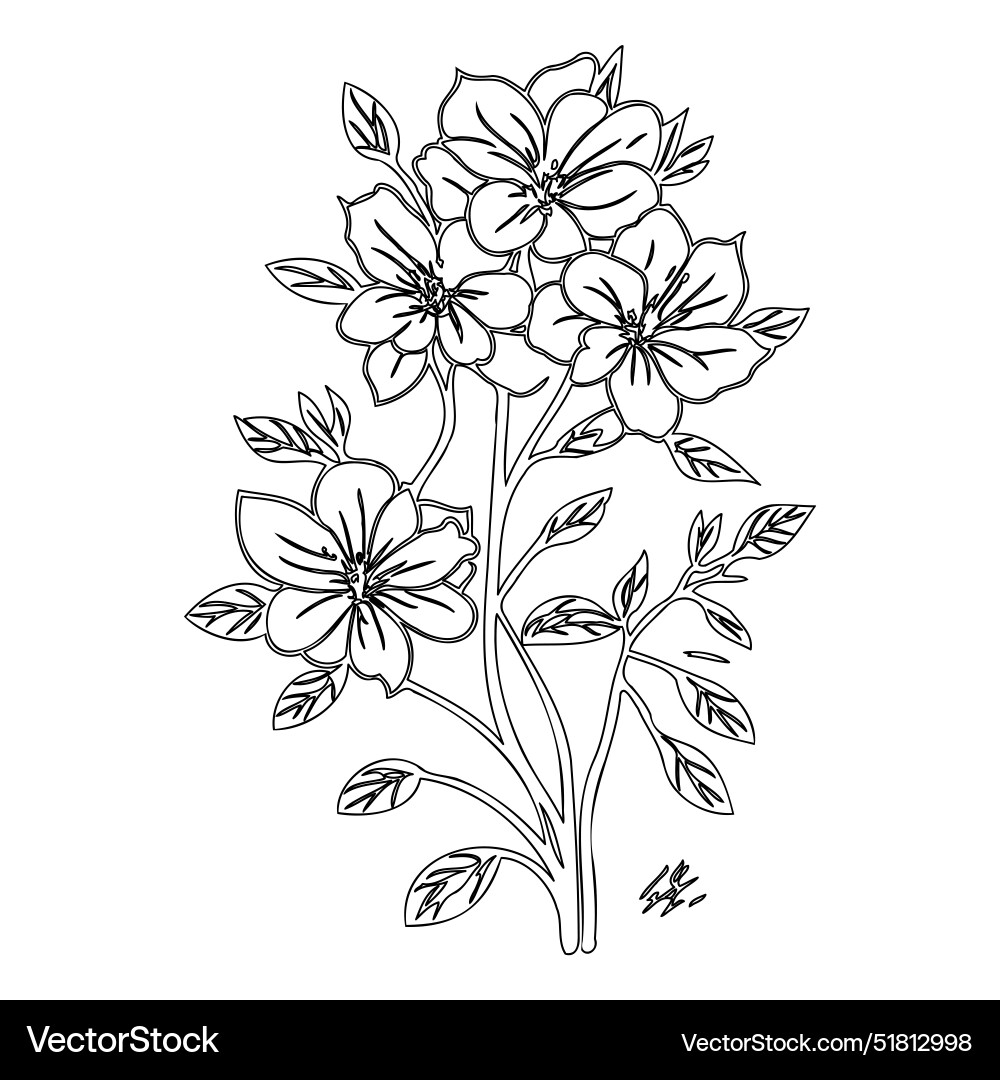 Sakura flower outline sketch Royalty Free Vector Image
