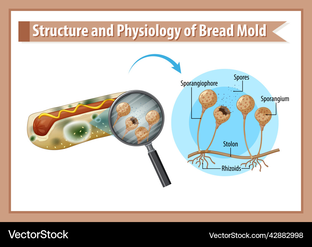Structure and physiology of bread mold Royalty Free Vector